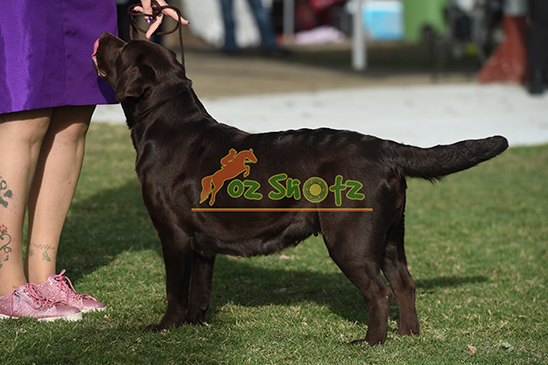Labrador Club Show - 5th to 7th July 2024 - 2024 Events - OzShotz